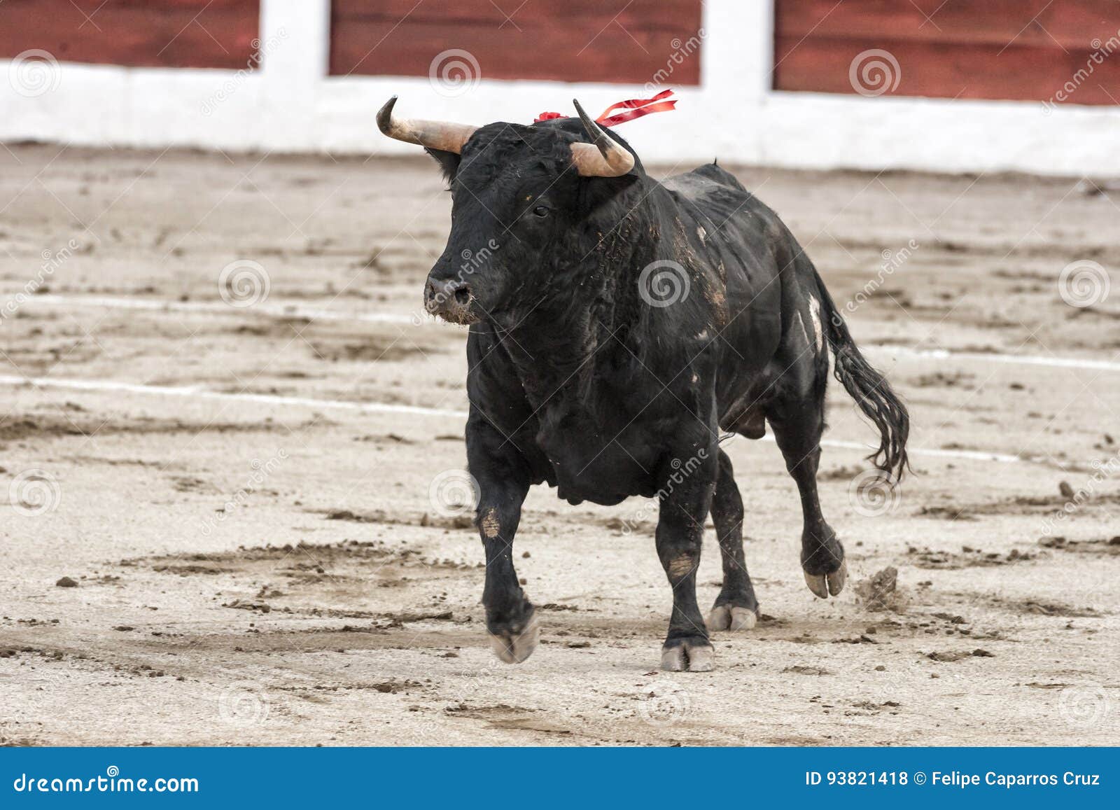 Black Bull Galloping in the Sand Stock Photo - Image of sand, bullring ...