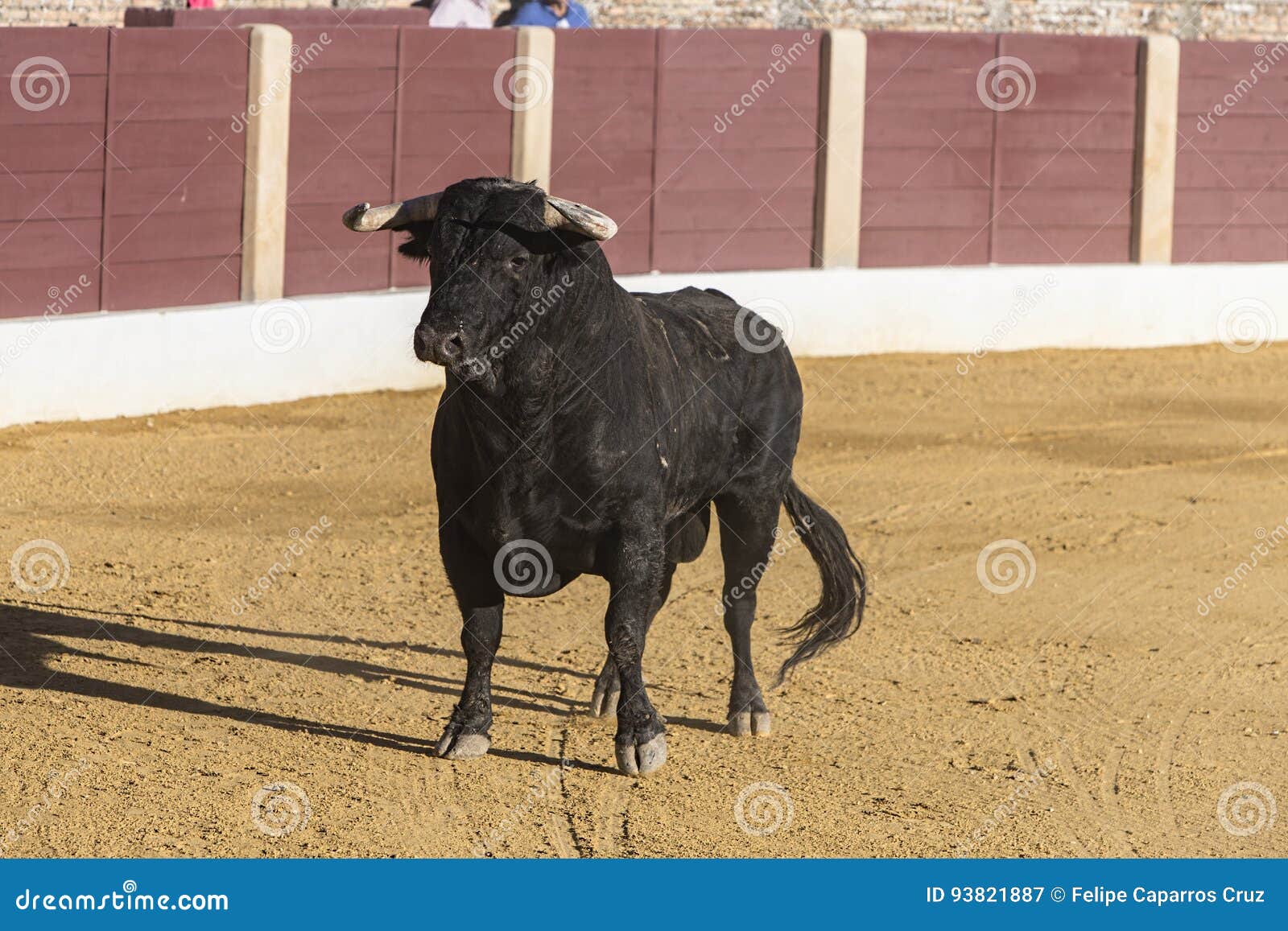 Black Bull Galloping in the Sand Stock Image - Image of sand, bullring ...