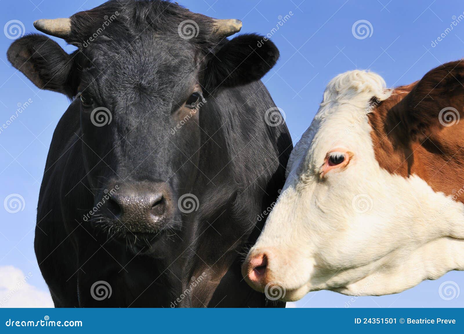 Black bull and his cow stock image. Image of cowhide - 24351501