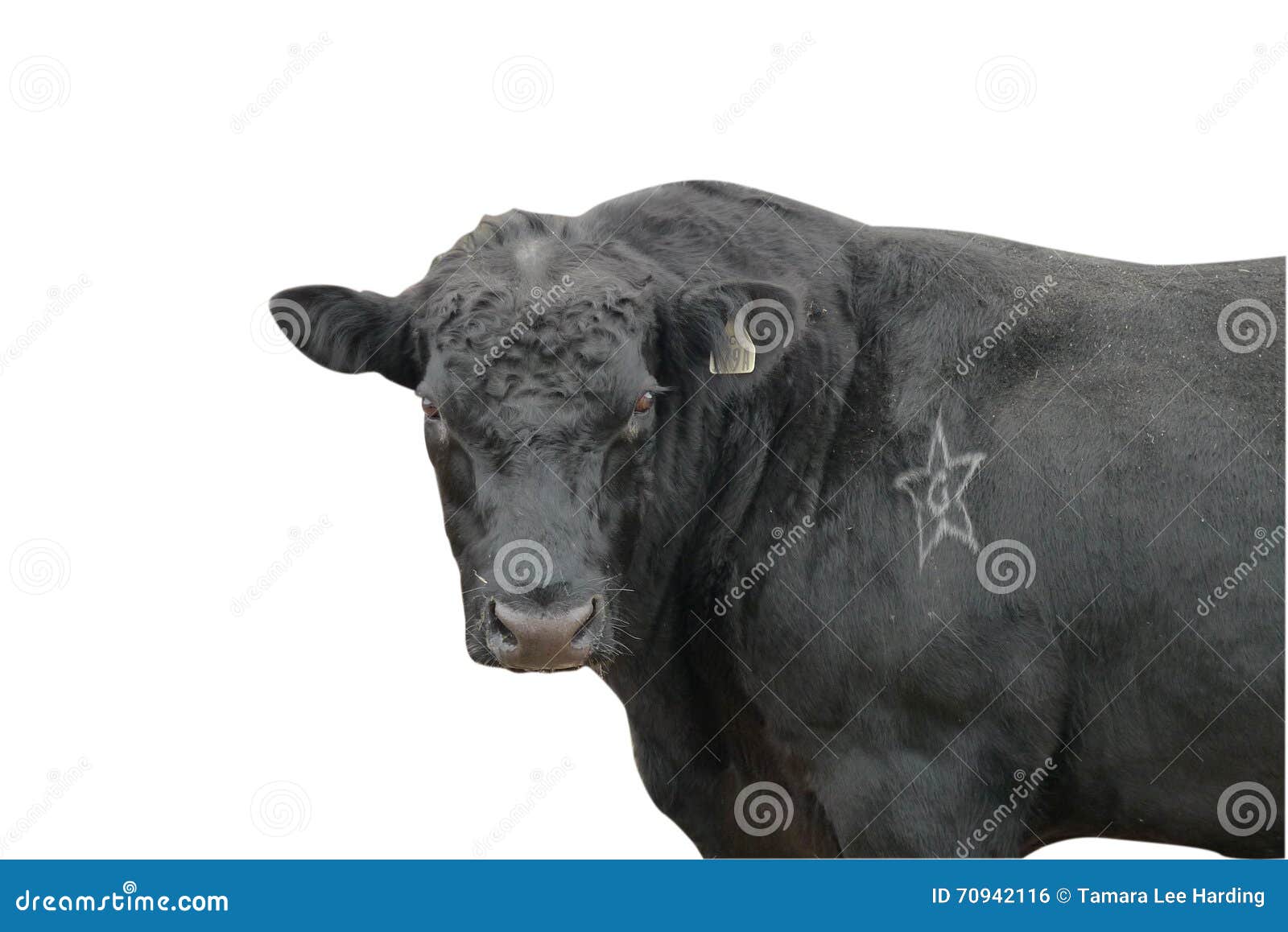 13,034 Black Bull White Background Stock Photos - Free & Royalty-Free ...