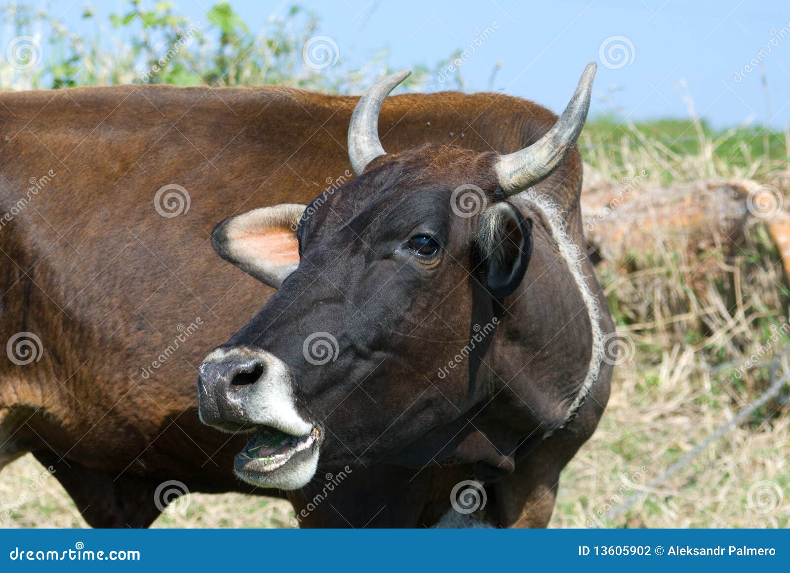 Black bull with open mouth stock photo. Image of cuba - 13605902
