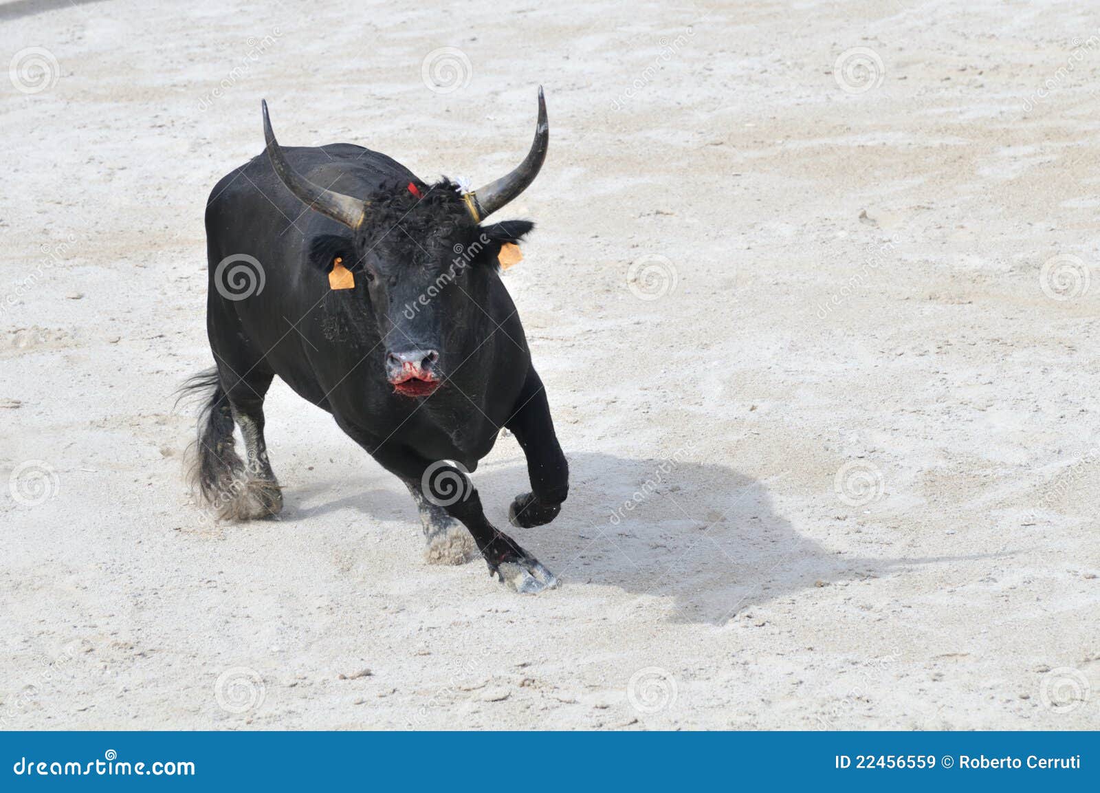 Angry Bull Charging