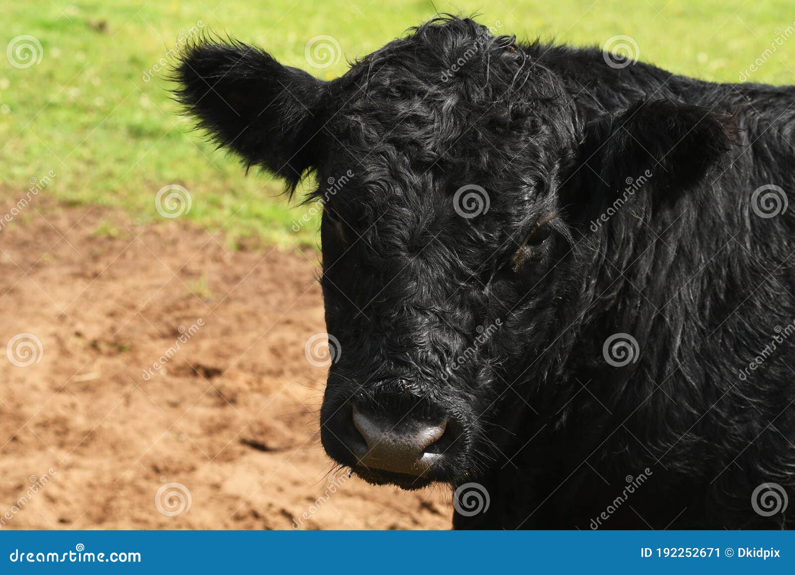 Black bull is resting stock image. Image of front, chewing - 192252671