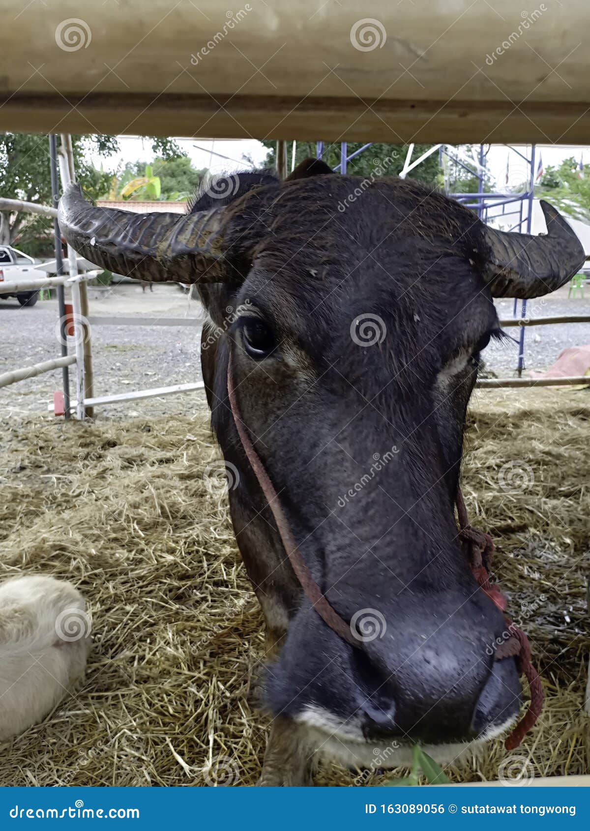 Black bull in the stable stock photo. Image of agriculture - 163089056