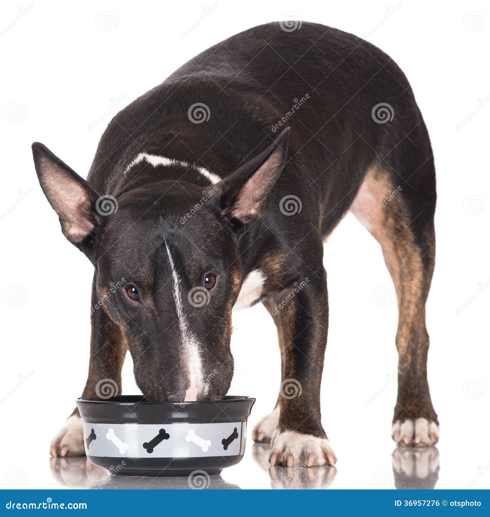 Black Bull Terrier Dog Eating Stock Photo - Image of doggy, miniature ...