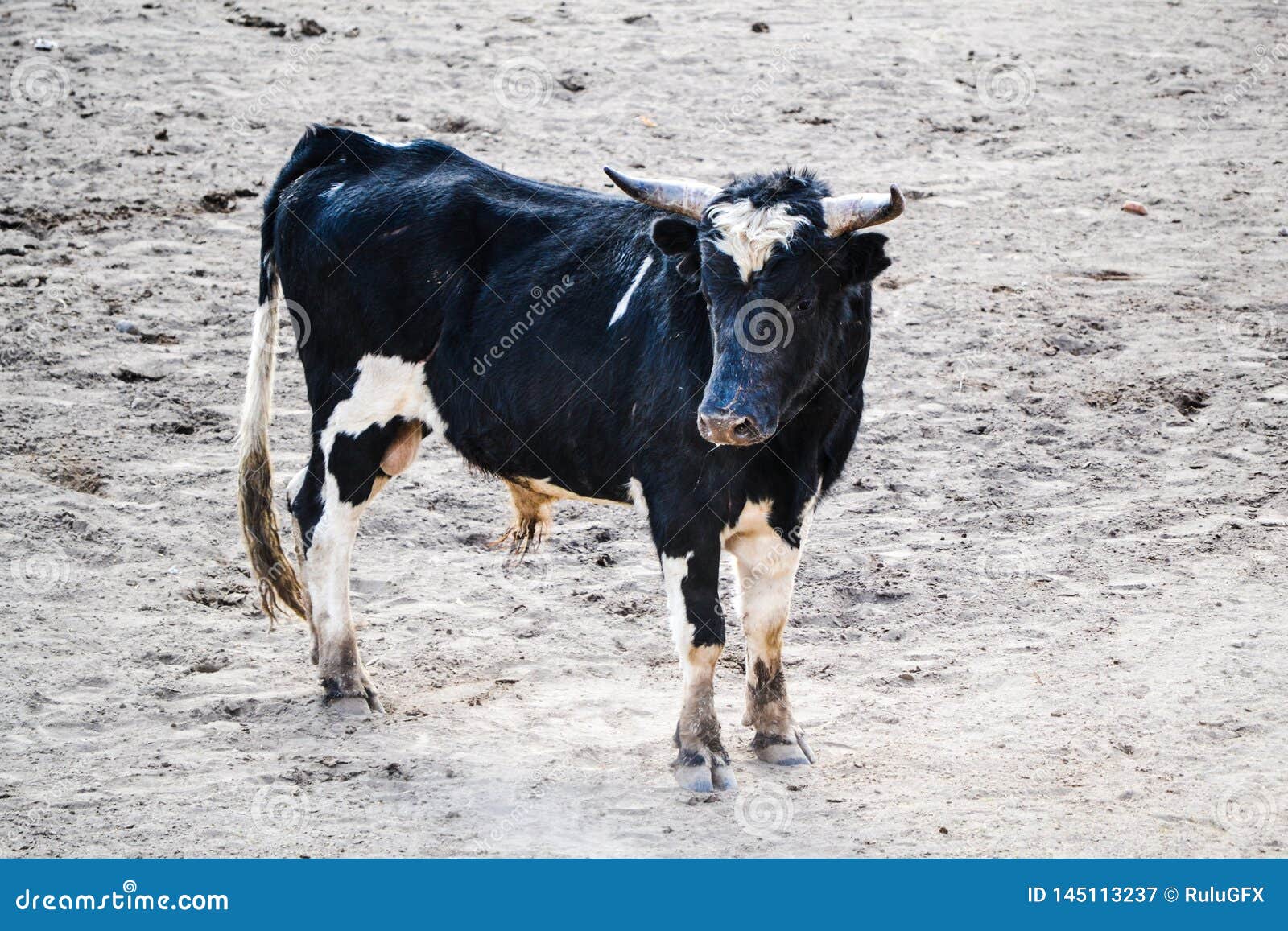 Black bull in a bullfight stock image. Image of bull - 145113237
