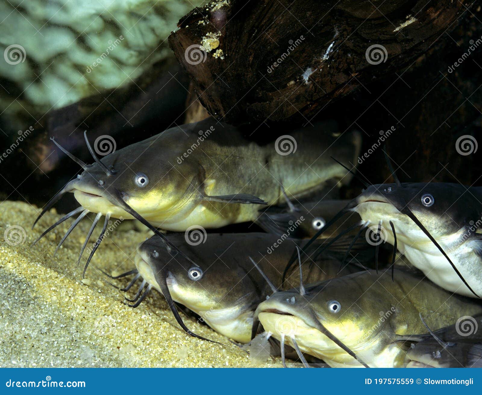 Black Bullhead, Ictalurus Melas Stock Image - Image of animal, wildlife ...