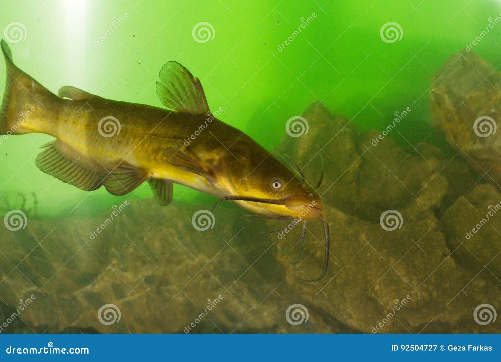 Black Bullhead Catfish Ameiurus Melas Underwater Photography Royalty ...