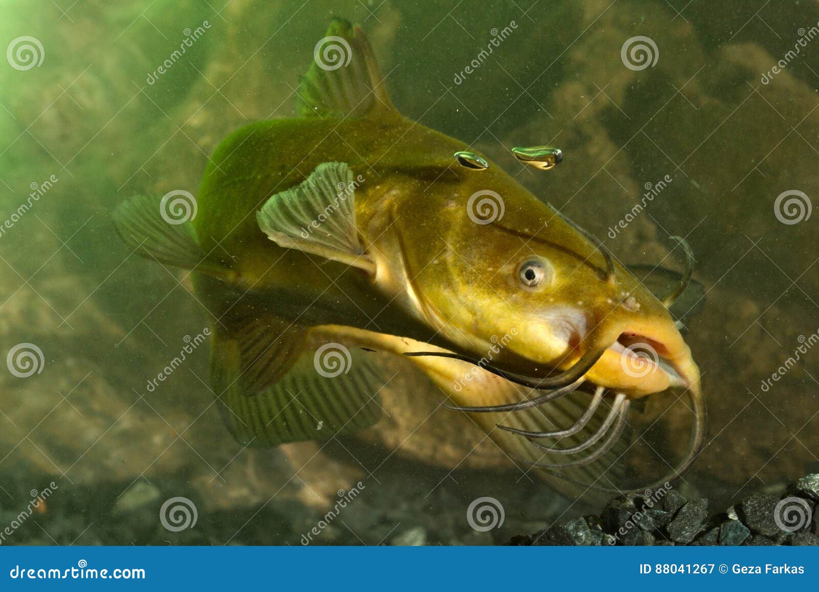 Black Bullhead, Ictalurus Melas Catfish Stock Image - Image of ...