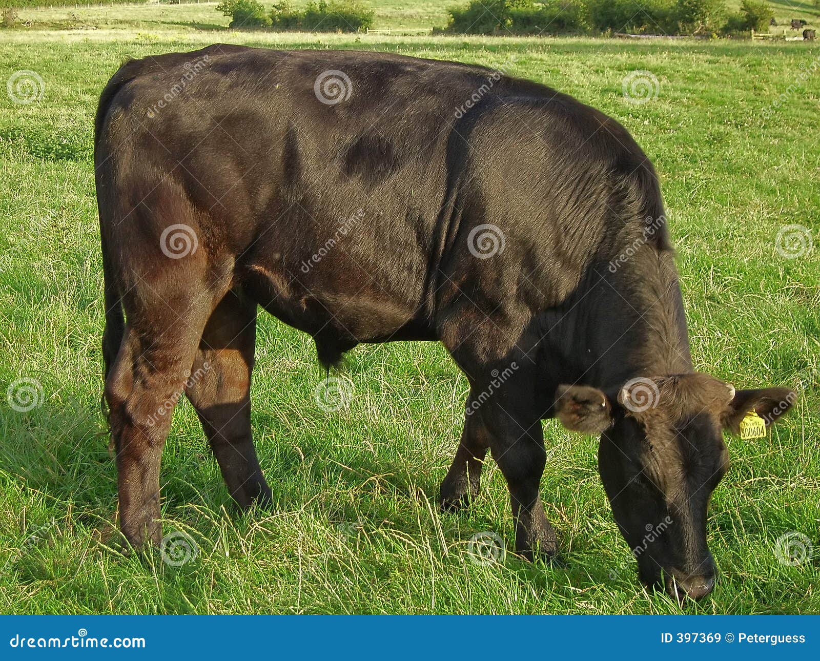 Black Bullock 3 stock image. Image of horn, cattle, beef - 397369