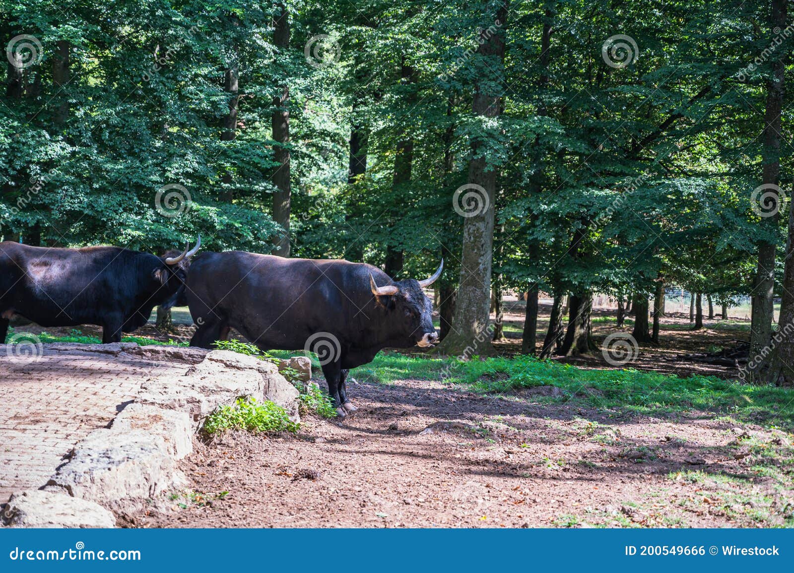 Black bulls in a forest stock photo. Image of rural - 200549666