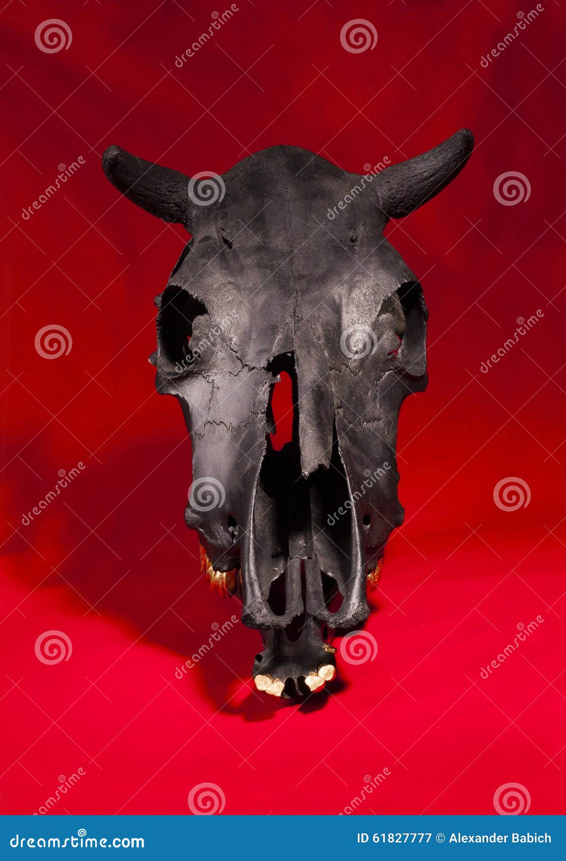 Black bulls skull stock image. Image of blood, front - 61827777