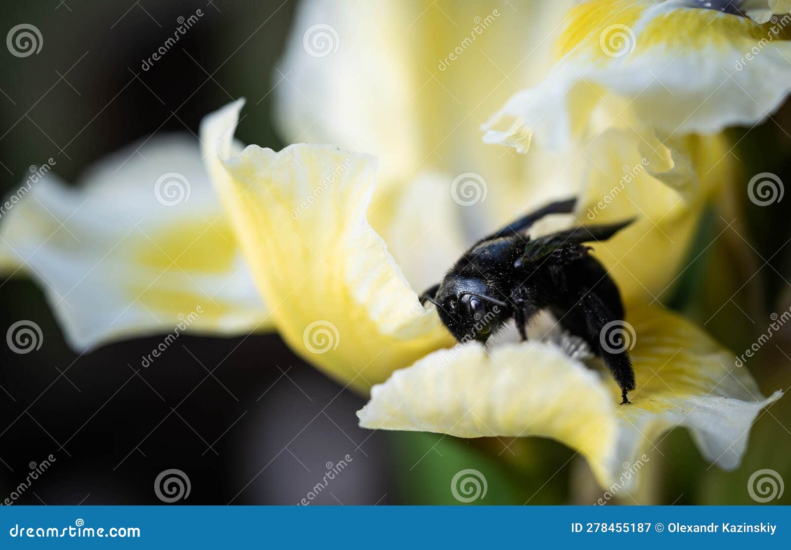 Black Bumblebee on a Yellow Flower, Incredible Nature Stock Image ...