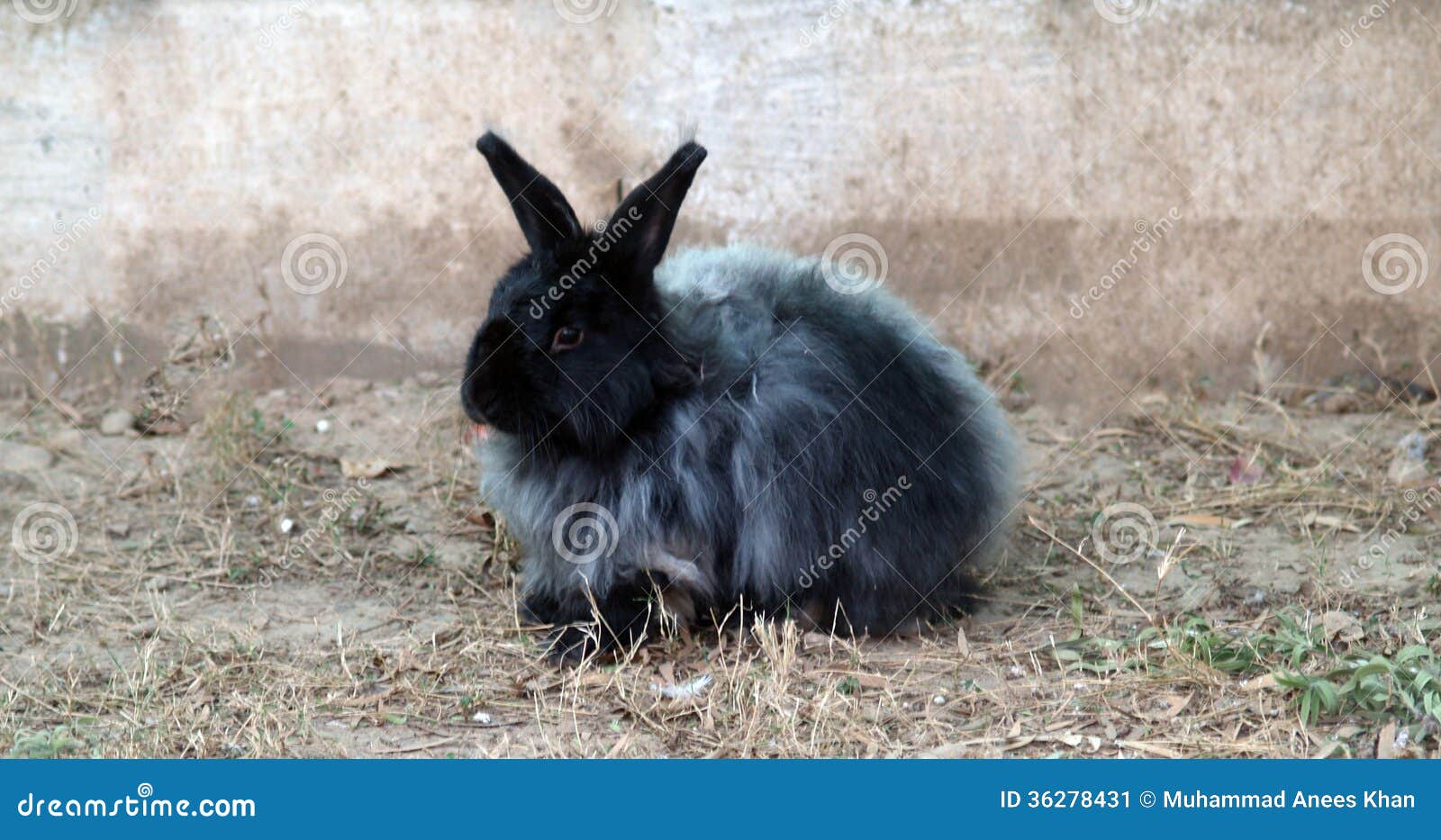 Black bunny stock image. Image of bunny, pretty, beautiful - 36278431