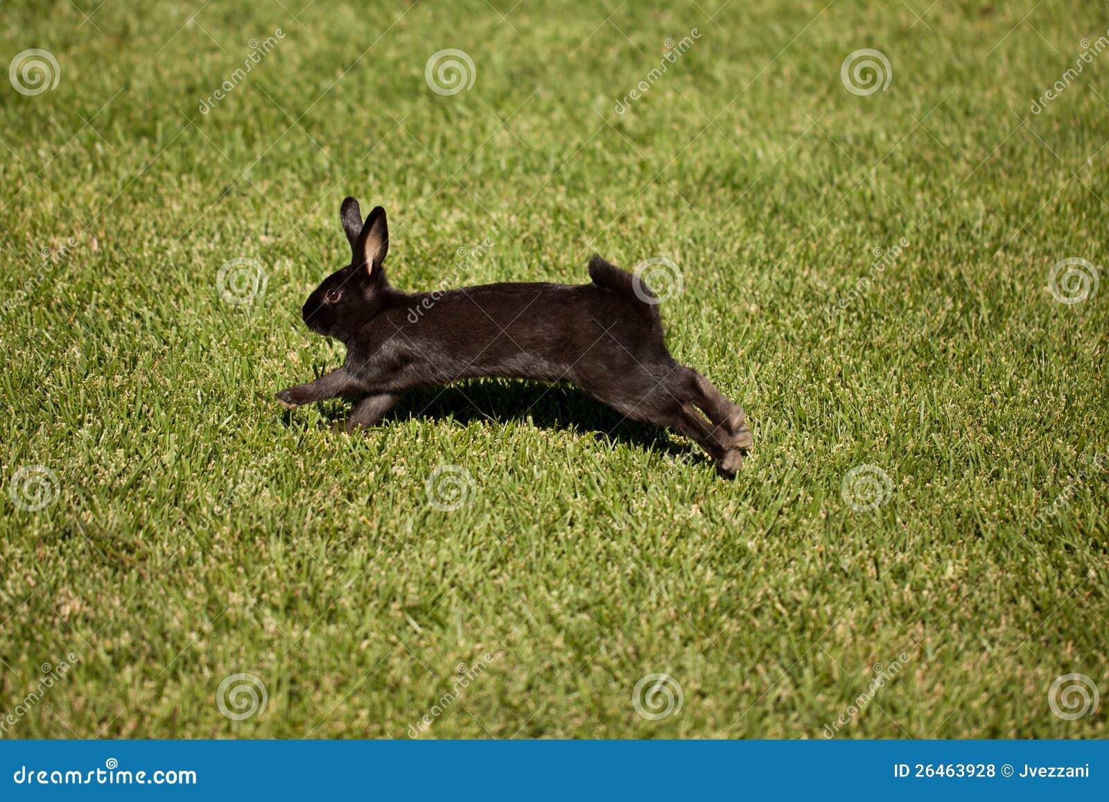 Black bunny rabbit stock photo. Image of black, rabbit - 26463928