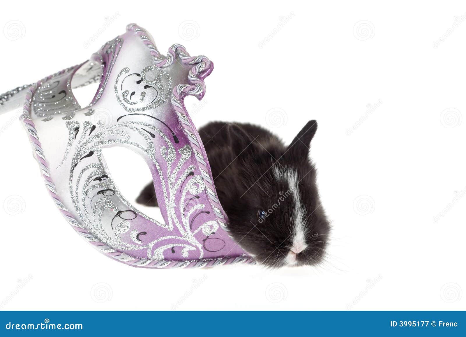 Black Bunny and a Venetian Carnival Mask Stock Image - Image of fleecy ...