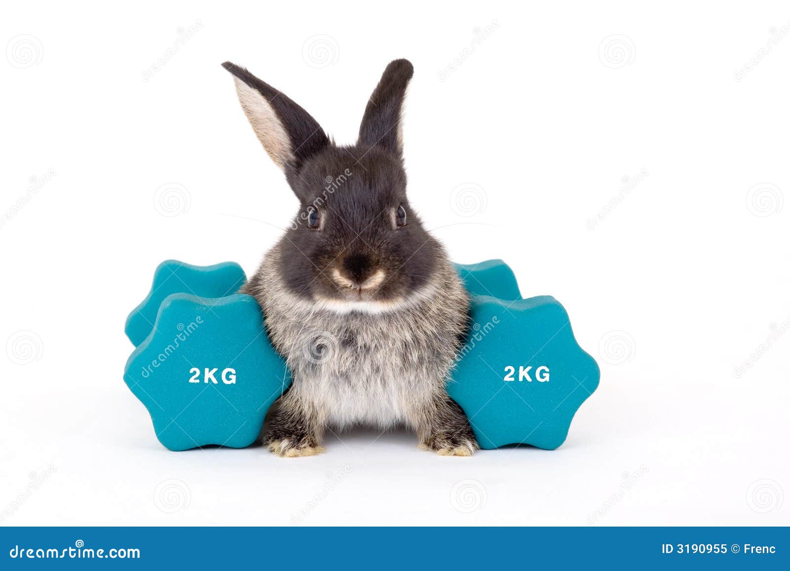 Bunny Lifting Weights Stock Photos - Free & Royalty-Free Stock Photos ...