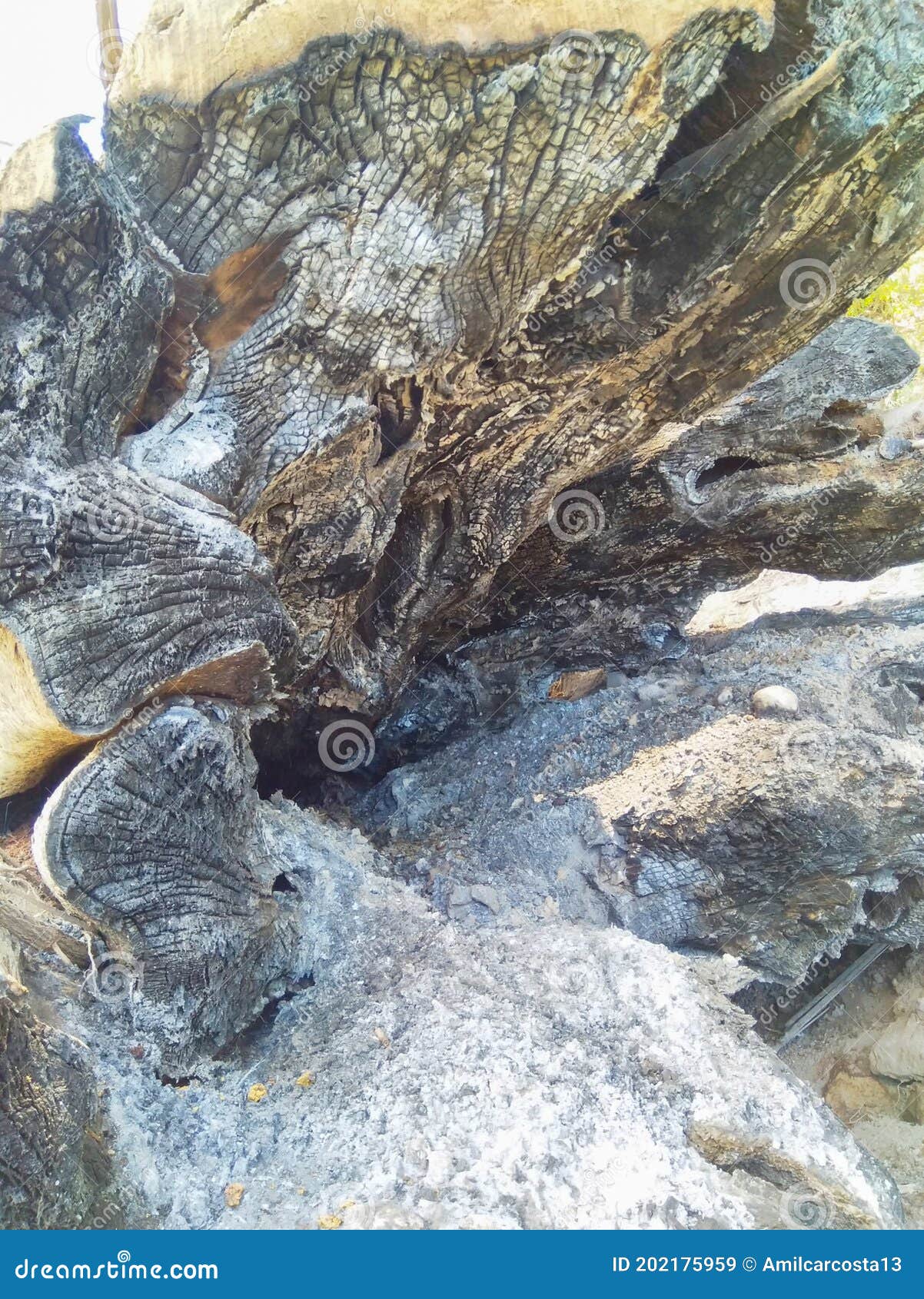 Burn Marks Of A Bamboo Tree Beside The House Stock Photo ...