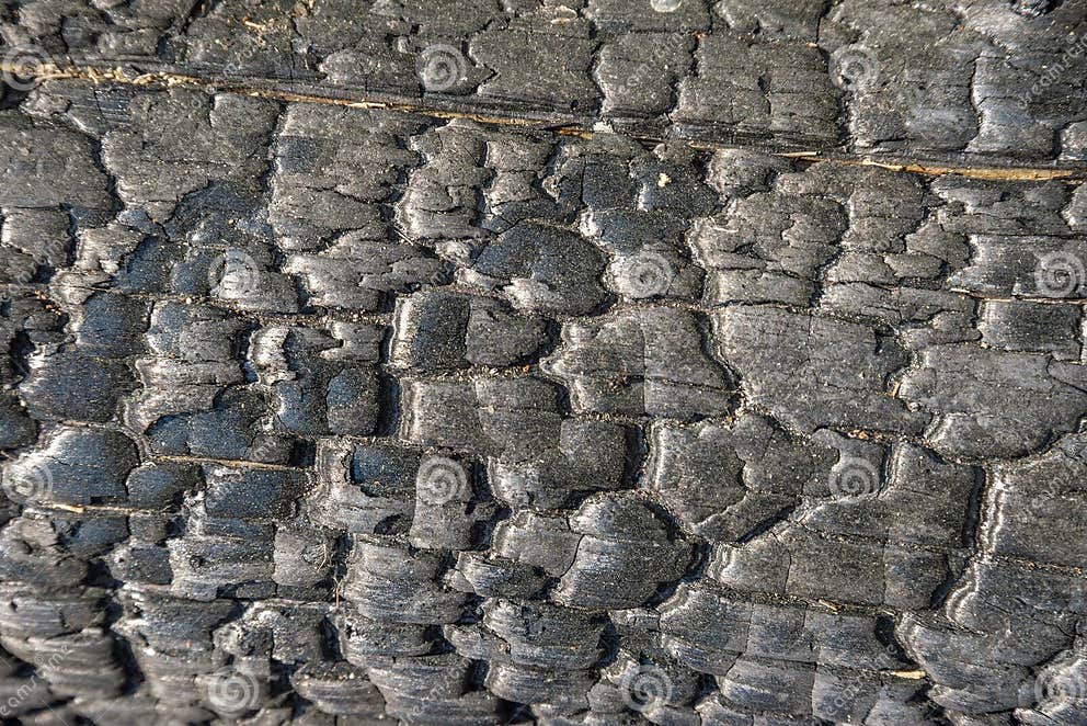 Black burnt tree trunk stock image. Image of surface - 252796823