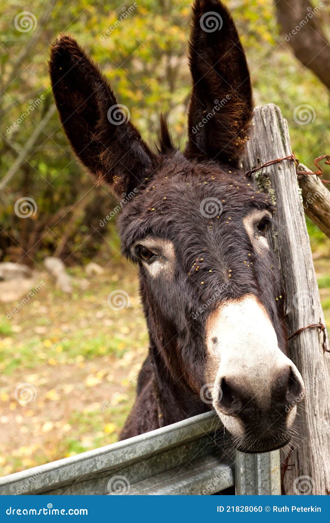 Black Burro behind Fence stock photo. Image of foal, mule - 21828060