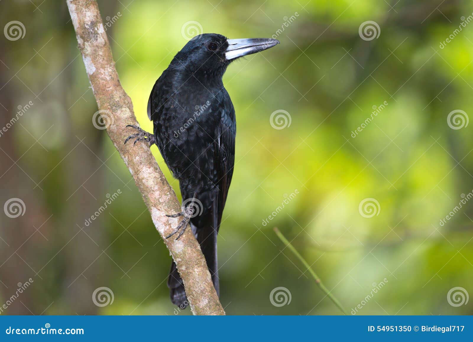 Black Butcherbird, Queensland, Australia Stock Photo - Image of ...