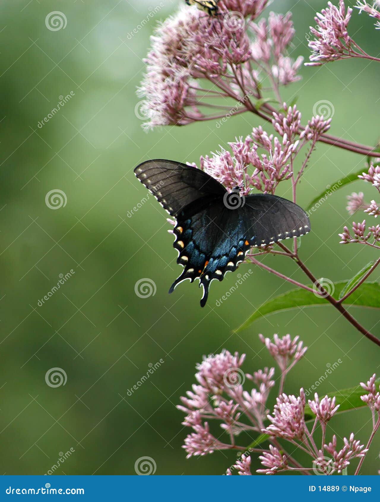 Black Butterfly stock image. Image of butterfly, tail, bugs - 14889