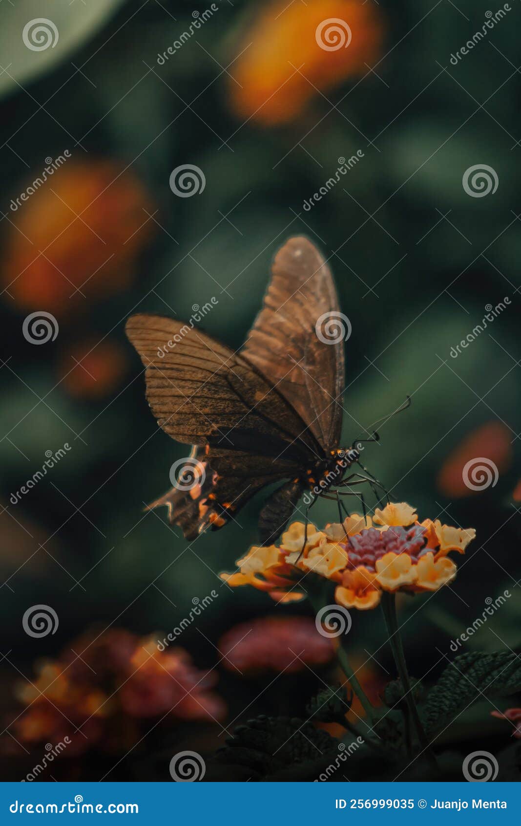 Black Butterfly Posing on a Flower Stock Image - Image of coloring ...