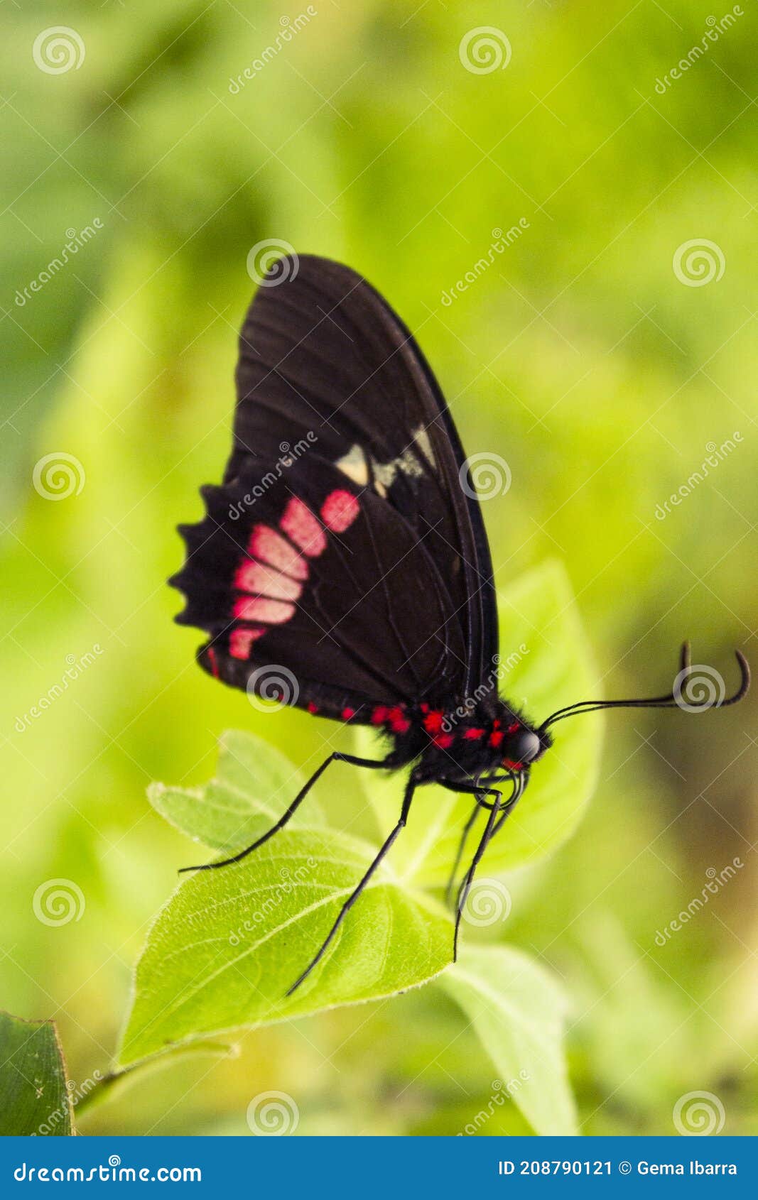 Black Butterfly with Red Spots Stock Image - Image of closeup ...