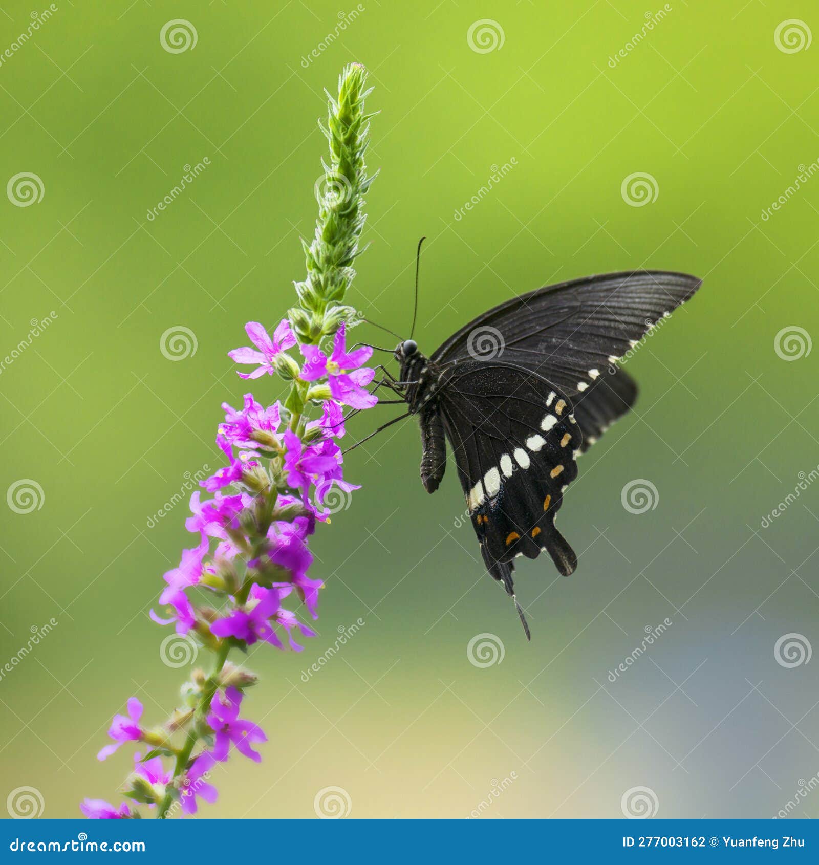Black Butterfly Resting on a Flower, Close-up, Butterfly Close-up Stock ...