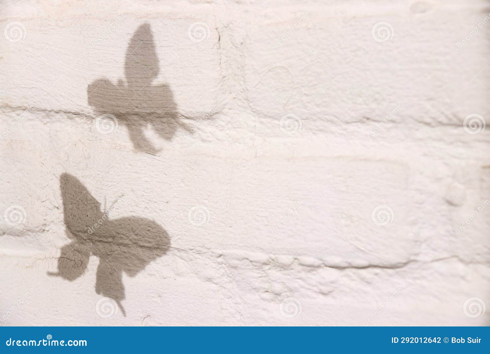 Black Butterfly Shadow on White Brick Wall Stock Photo - Image of ...