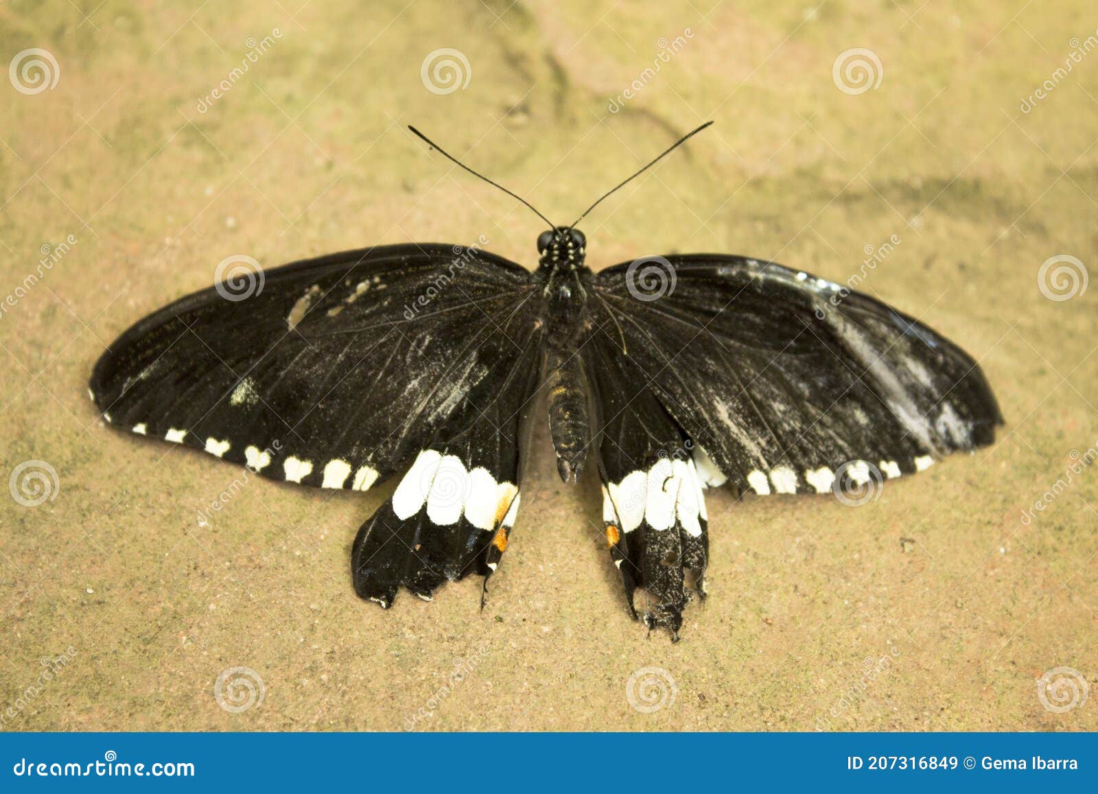 Black Butterfly with White Dots Stock Image - Image of closeup ...