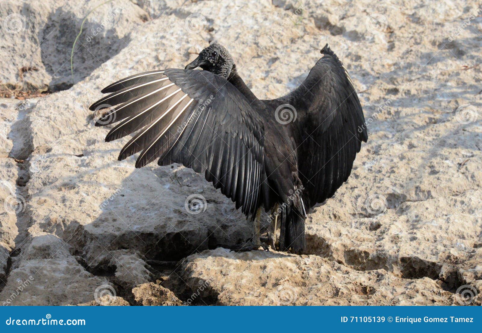 Black buzzard stock image. Image of wings, mexico, spread - 71105139