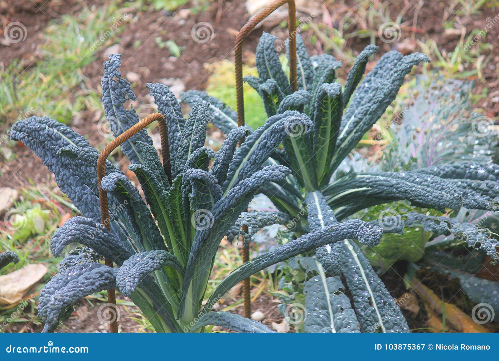 Black Cabbage in the Garden Stock Image - Image of food, vegetable ...