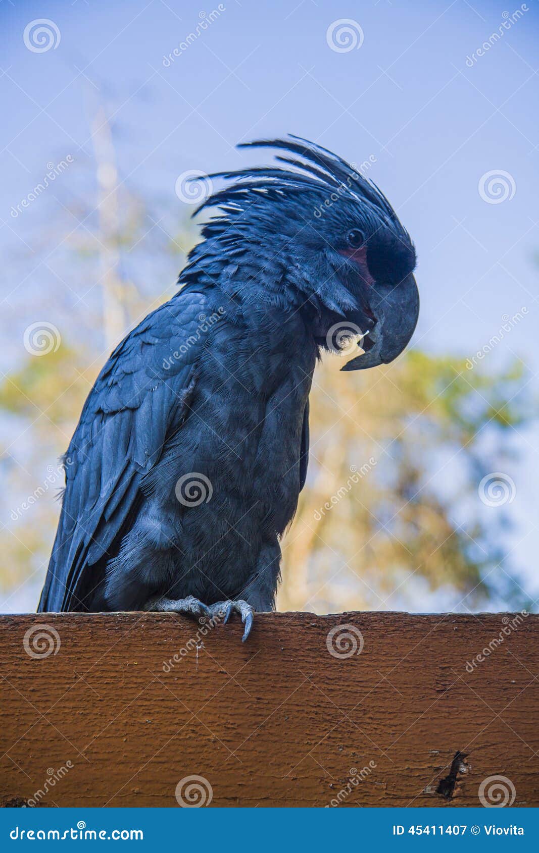 Black Cacadu on branch stock image. Image of rainforest - 45411407