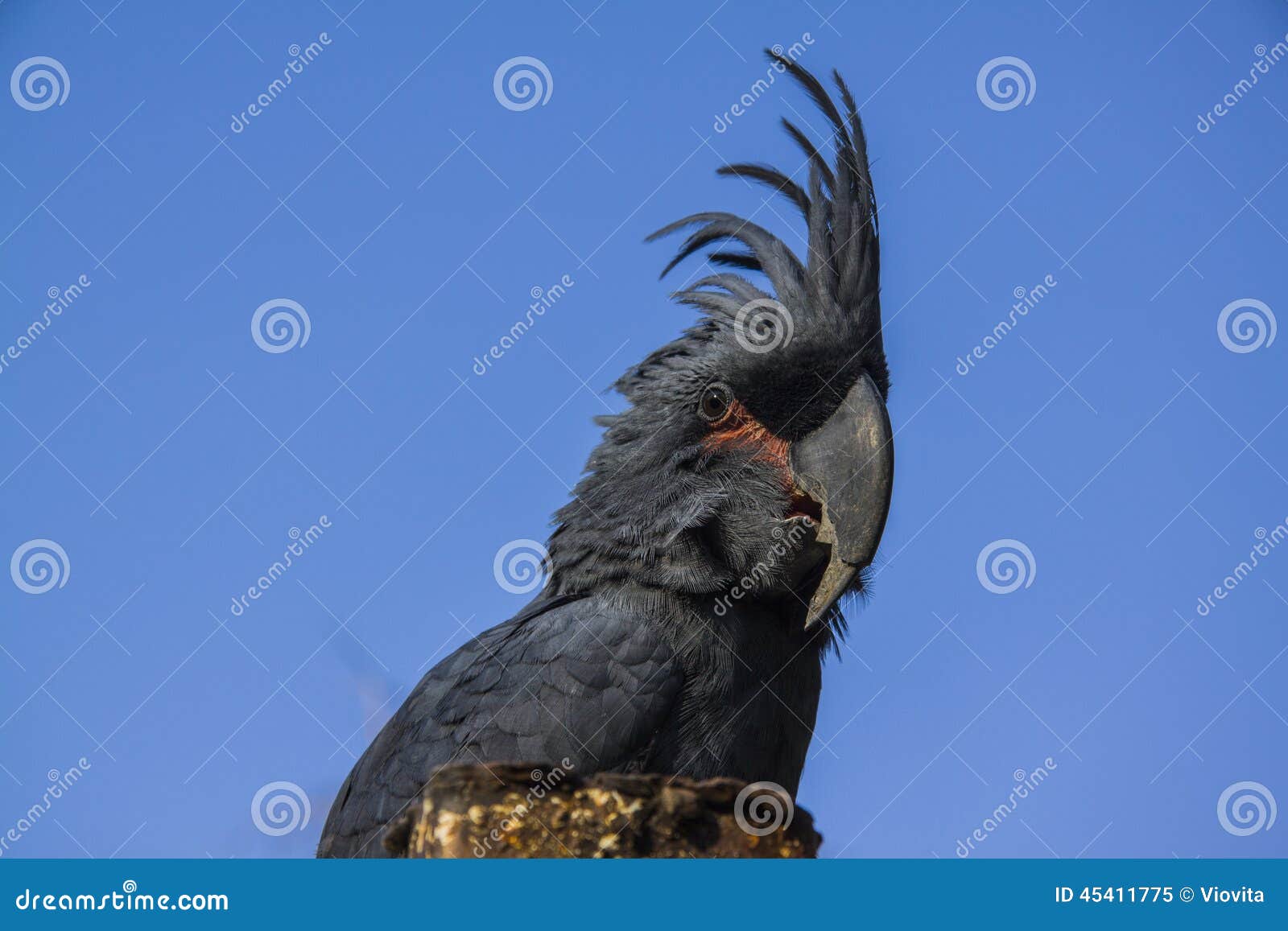 Black Cacadu on branch stock image. Image of couple, aterrimus - 45411775