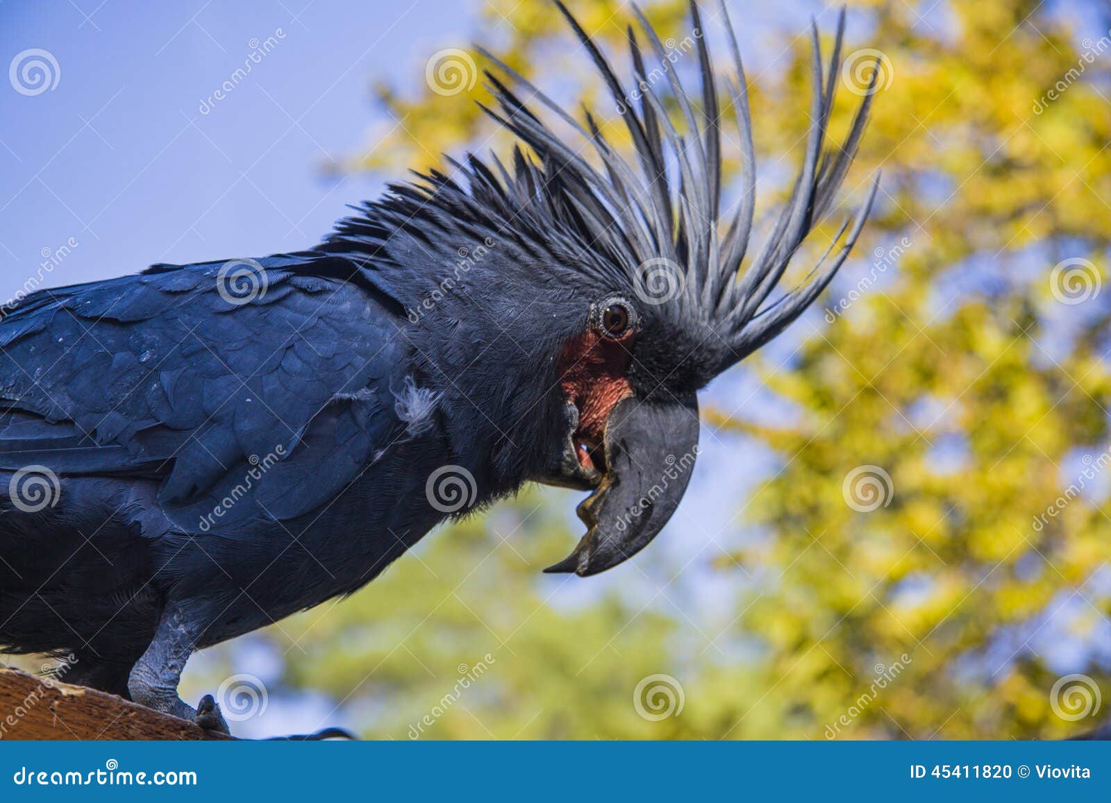 Black Cacadu on branch stock photo. Image of cockatoos - 45411820