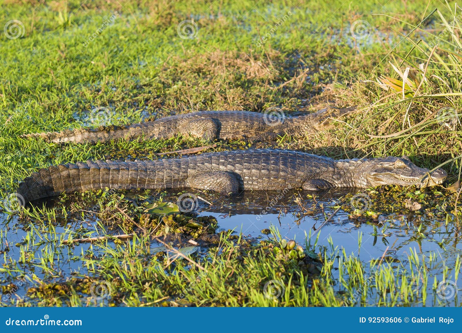 Black Caiman (Melanosuchus Niger) In Amazon Rainforest Brazil Royalty ...