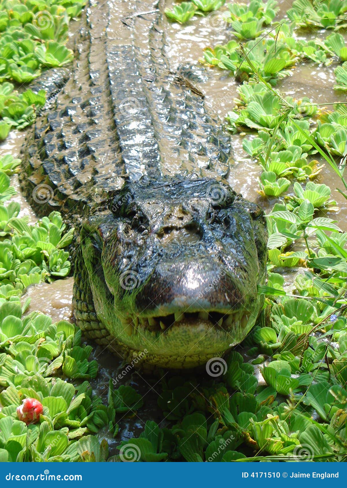Black Caiman (Melanosuchus Niger) In Amazon Rainforest Brazil Royalty ...