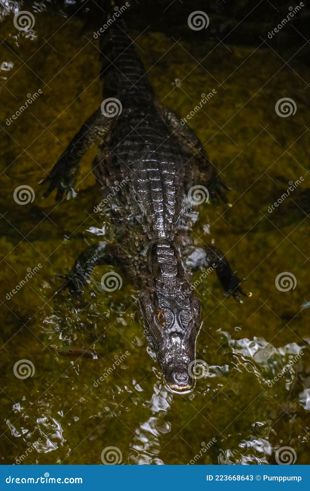 The Black Caiman Crocodilus is Reptile and Predators in the River Stock ...