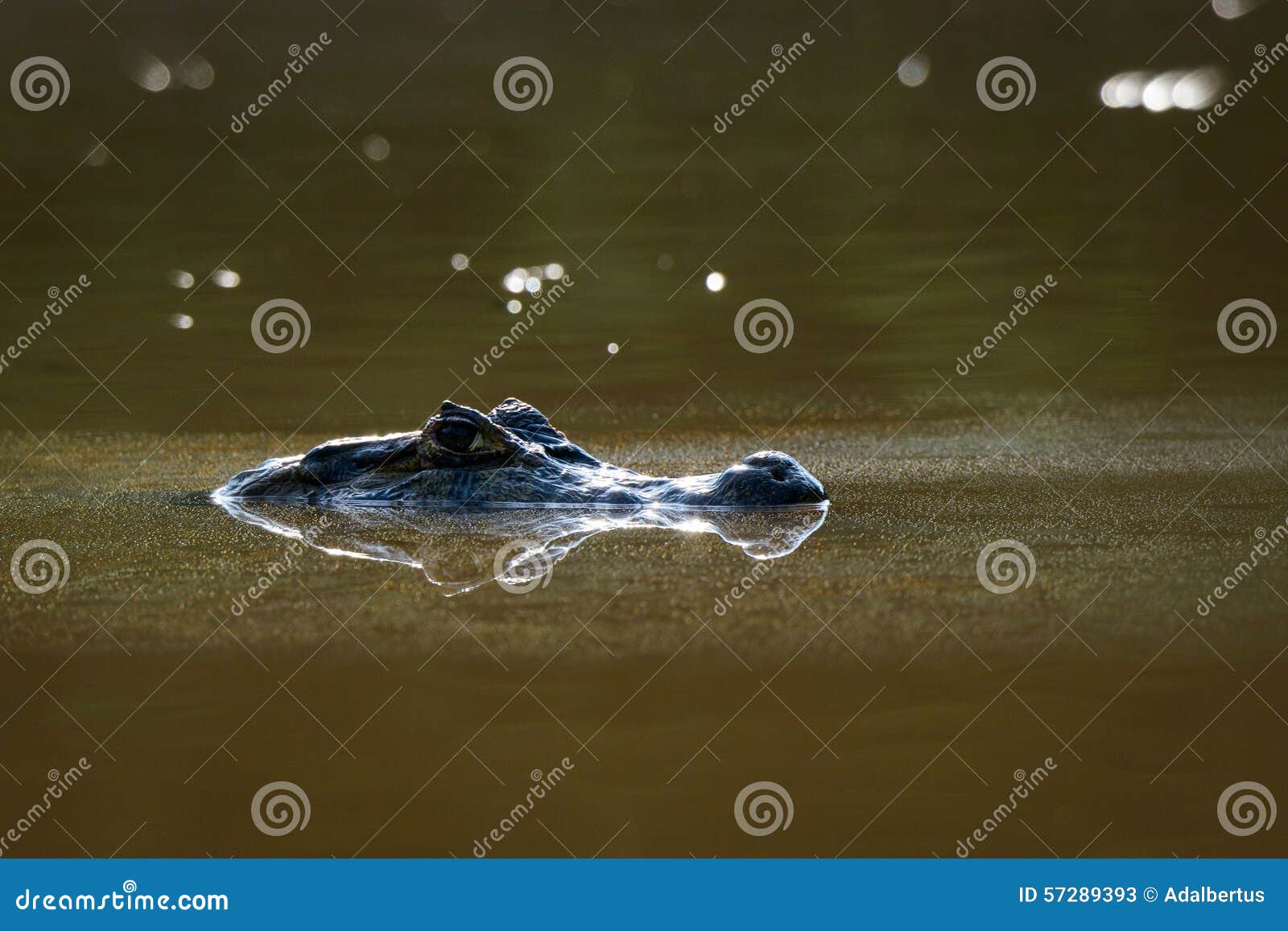 Black Caiman (Melanosuchus Niger) In Amazon Rainforest Brazil Royalty ...