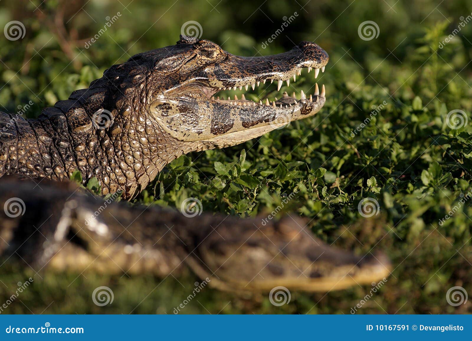 Black caimans in Argentina stock image. Image of caiman - 10167591