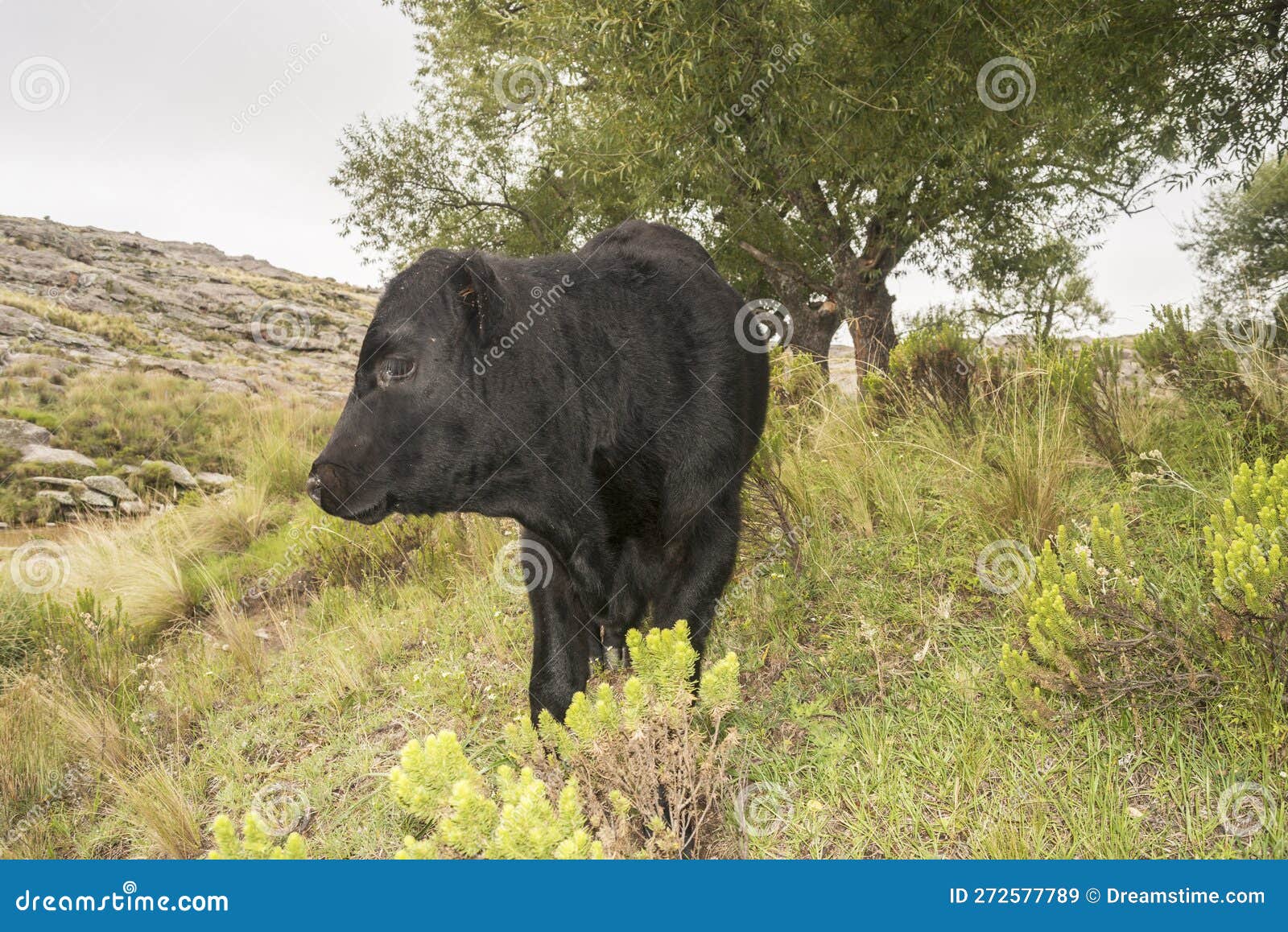 Black Yak Calf In A Cage Royalty-Free Stock Photography | CartoonDealer ...