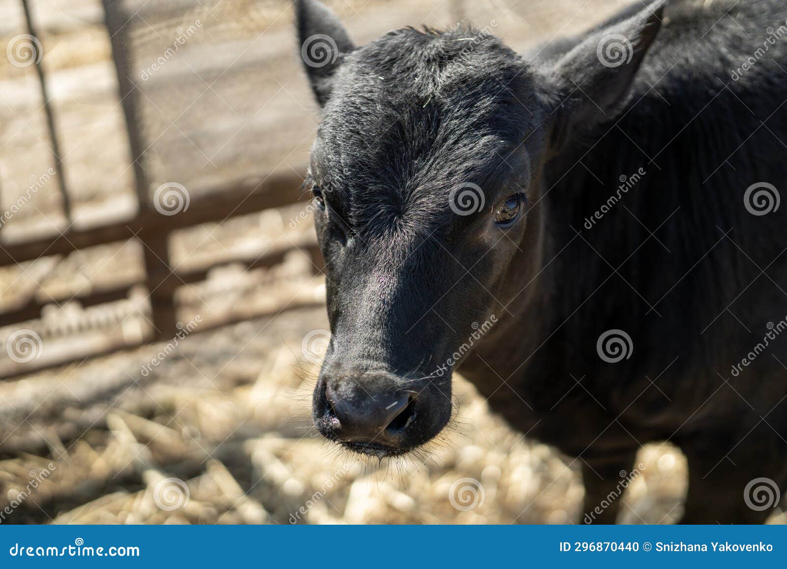 Black Calf in a Pen with Straw Stock Photo - Image of angus, adorable ...