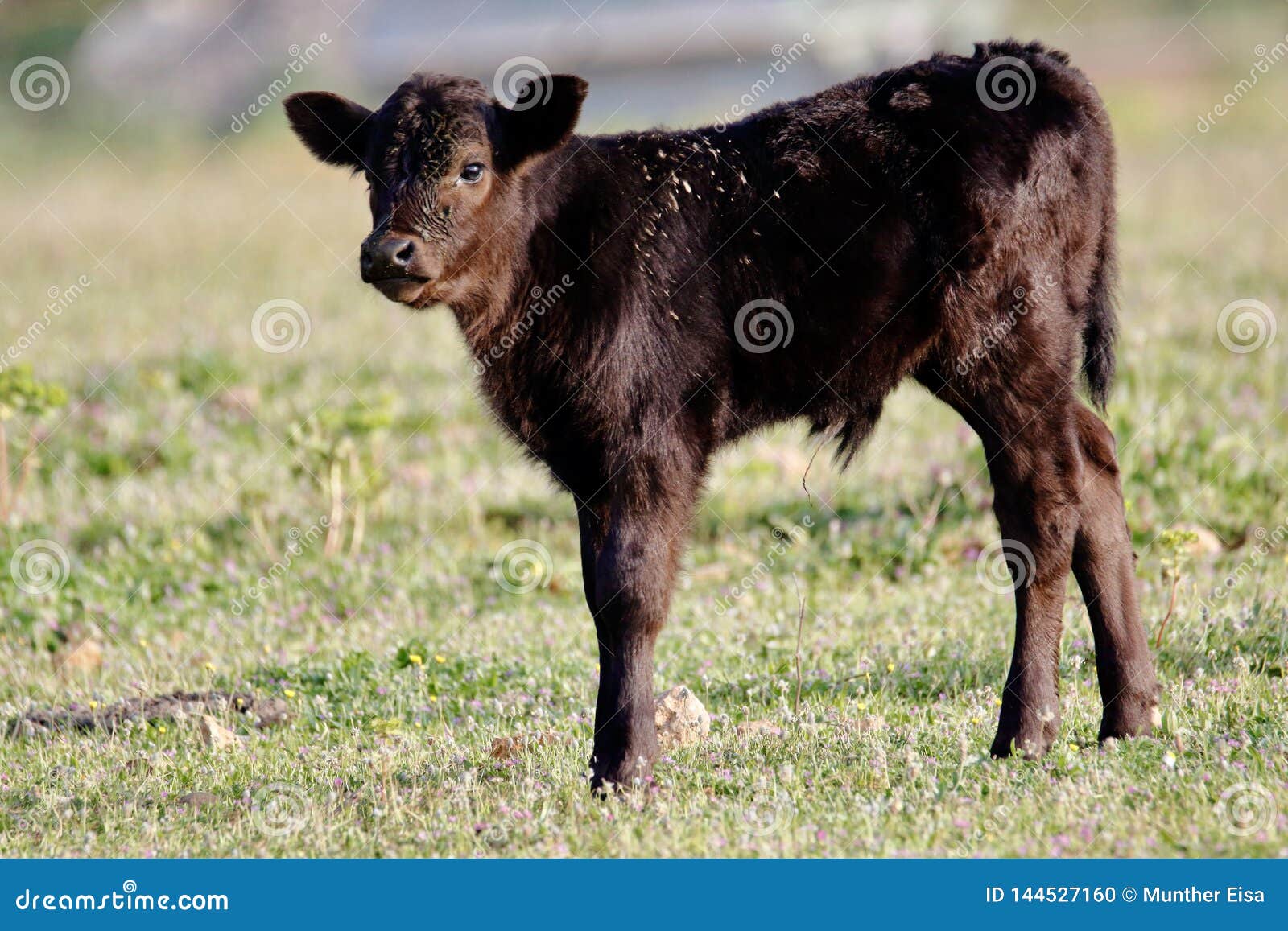 Black calf stock photo. Image of calf, morning, black - 144527160