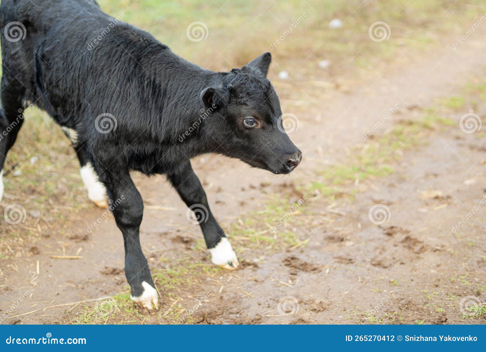 Black Calf with White Spots on Legs Outdoors Stock Photo - Image of ...