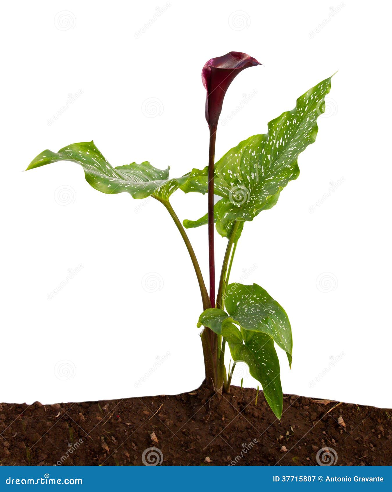 Black calla stock image. Image of color, curve, grow - 37715807