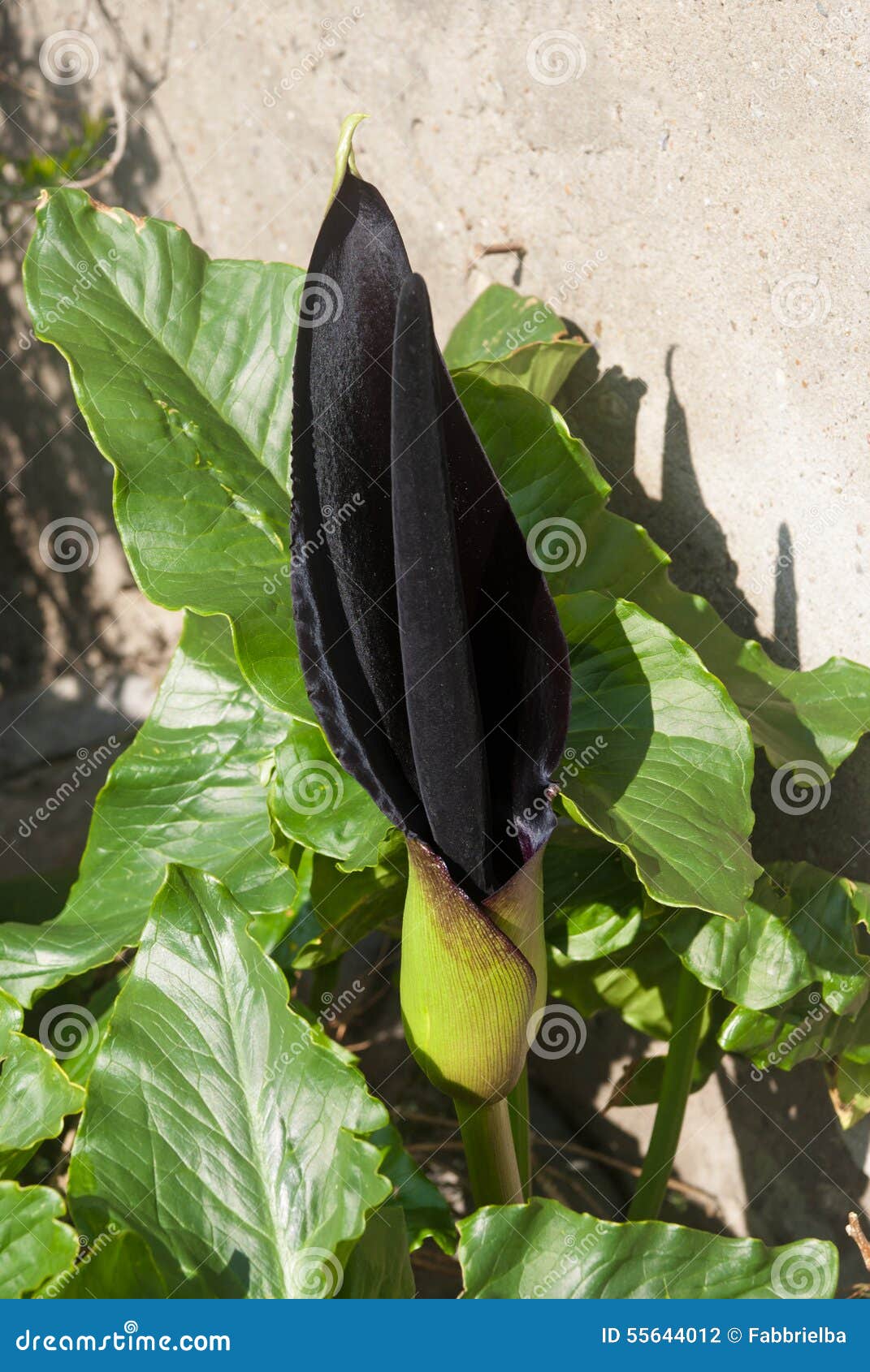 Black Calla stock photo. Image of nature, calla, leafs - 55644012