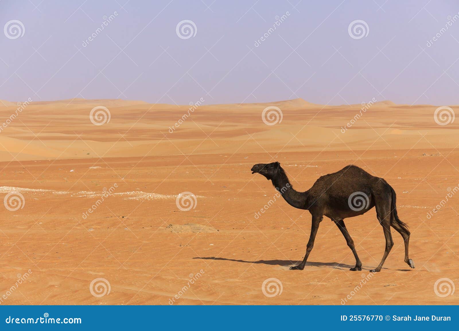 Black Camel Walking through the UAE Desert Stock Photo - Image of warm ...
