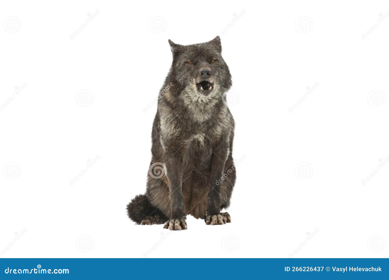 Black Canadian Wolf Howling Sitting on Snow Isolated on White Stock ...