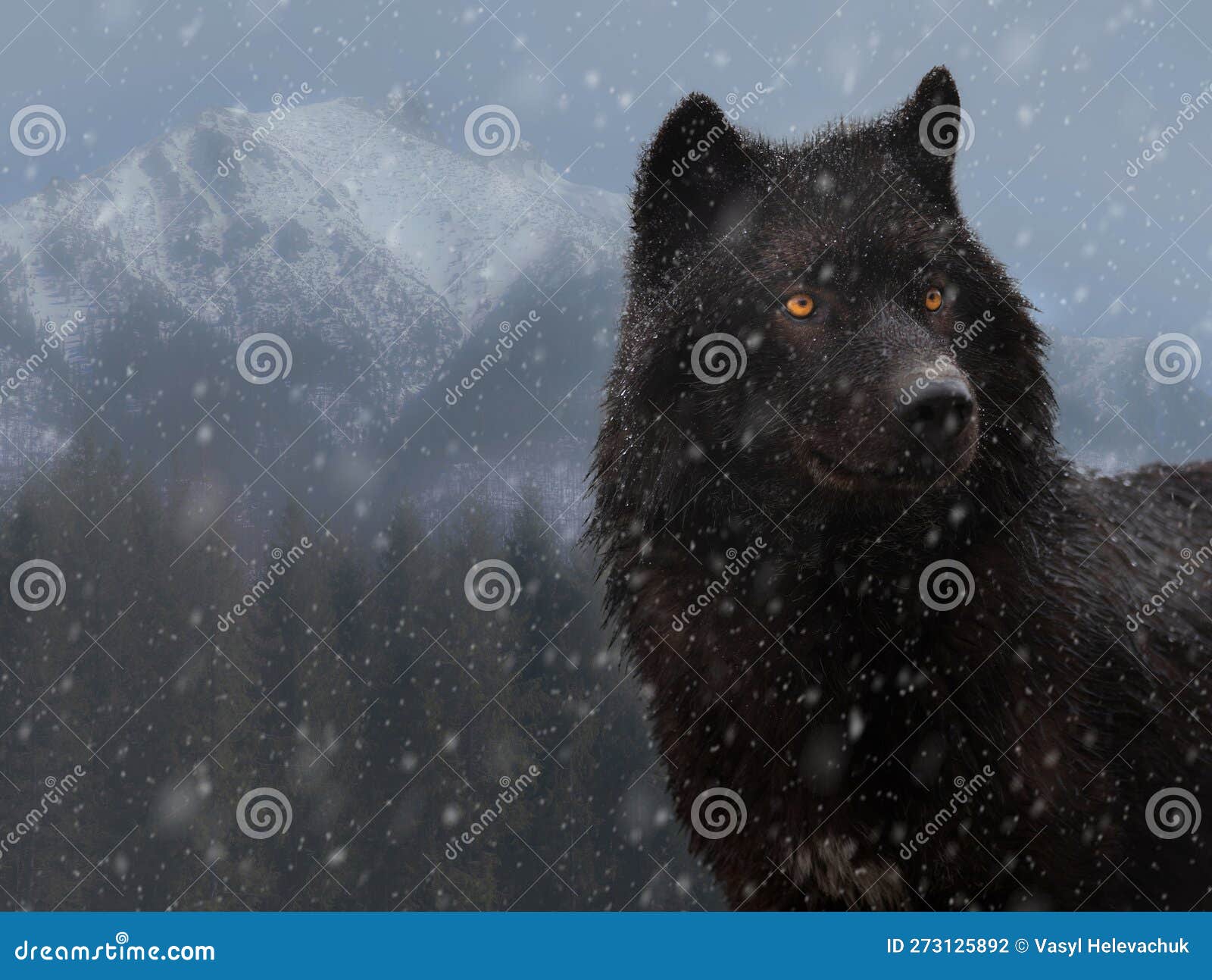 Black Canadian Wolf in Winter in Heavy Snowfall Stock Photo - Image of ...